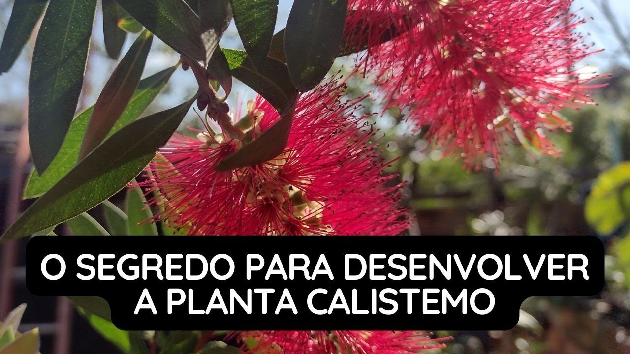 O Segredo Para Desenvolver a Planta Calistemo (Escova de Garrafa) - YouTube