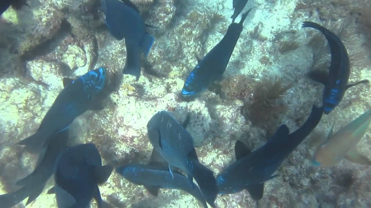 Diving French Reef 5 Caves & Turtle Ledge near Key Largo. - YouTube