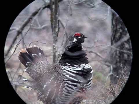 Spruce Grouse Display - YouTube