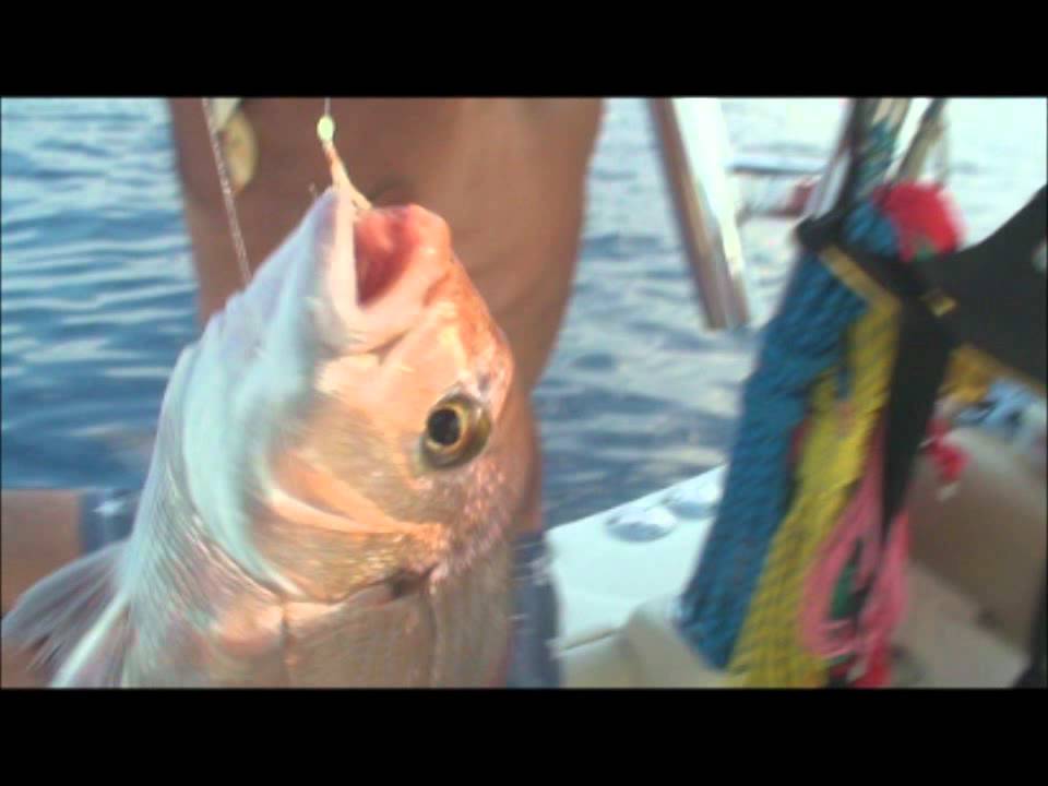 LIGHT TACKLE (Sabiki) Snapper. Light Jigging. Sabiki Kabura Jigging ...