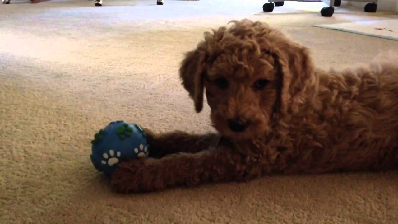 Charlie the Labradoodle and his first ball - YouTube