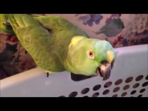 Parrot Caught Cursing! - YouTube