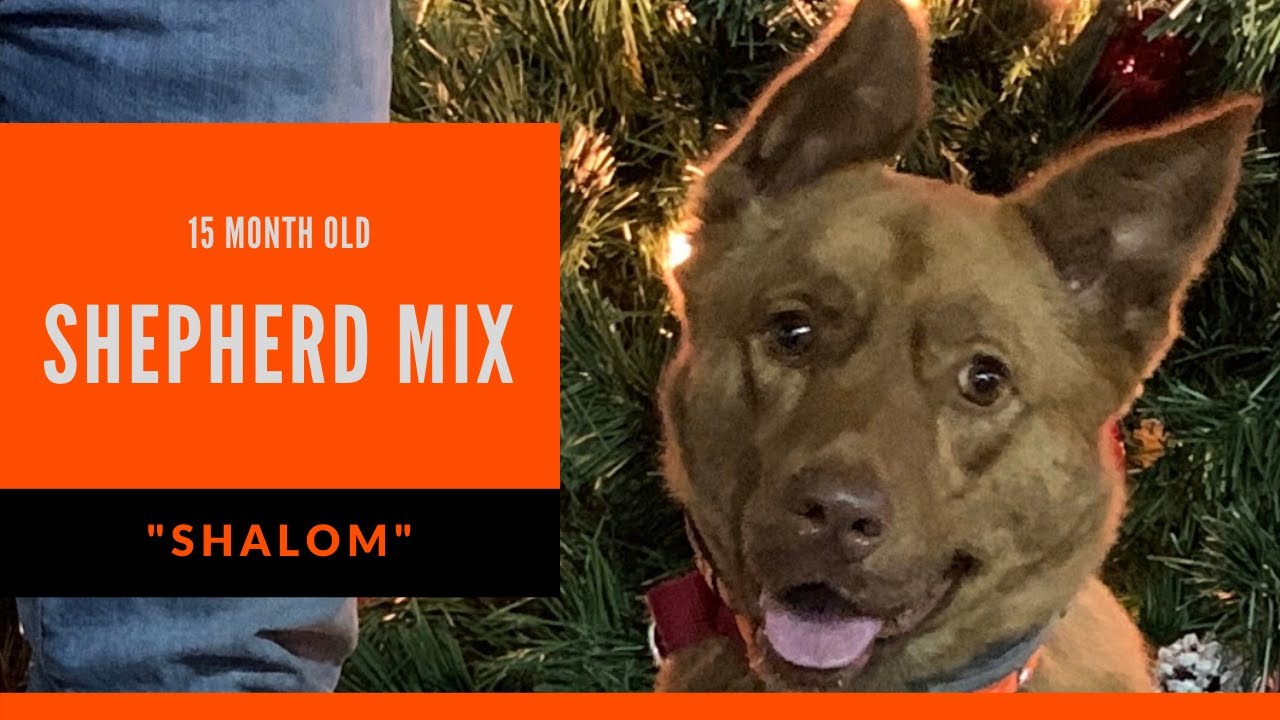 Shalom | 15 Month Old Shepherd Mix | Columbus Obedience Trainer ...