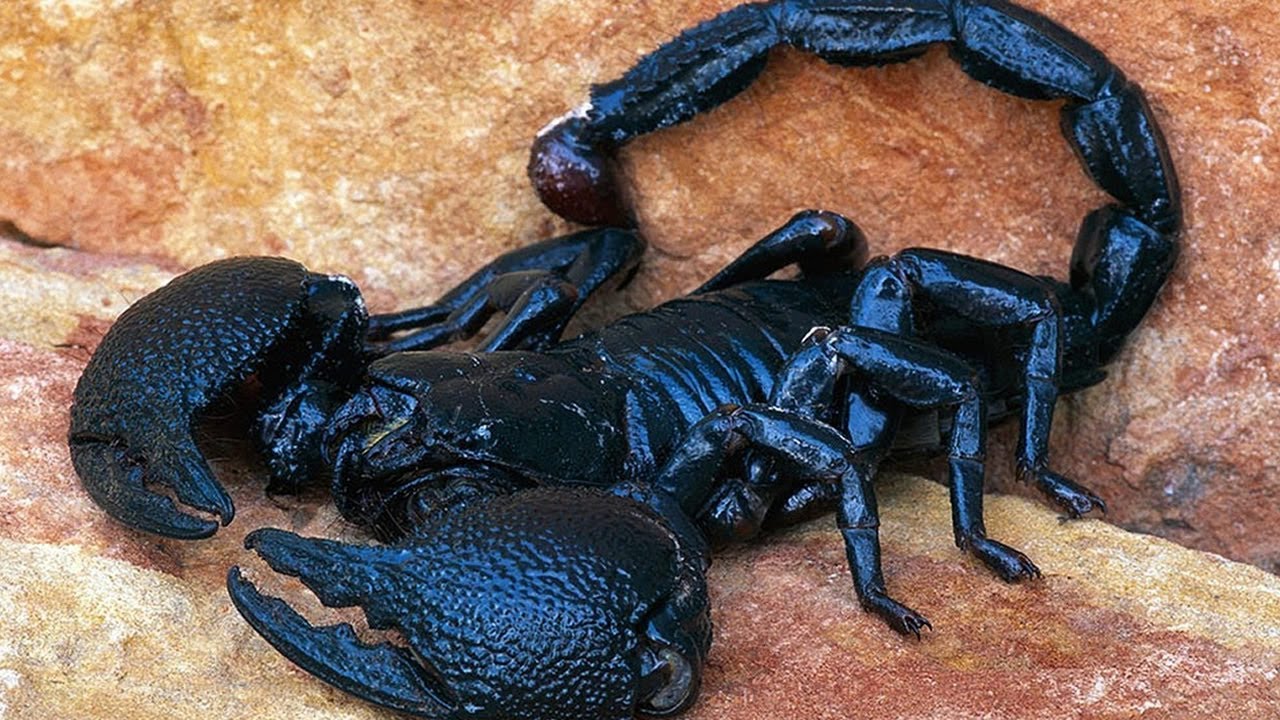 Le Scorpion Le Plus Venimeux Du Monde