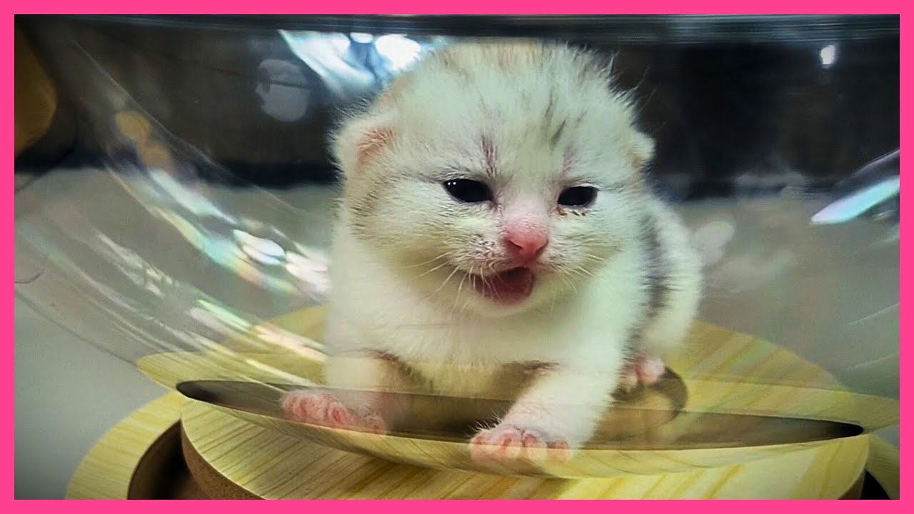 Cute Kitten Alert! 12 Days of Bright-Eyed Wonder / Cat Day 12 - YouTube