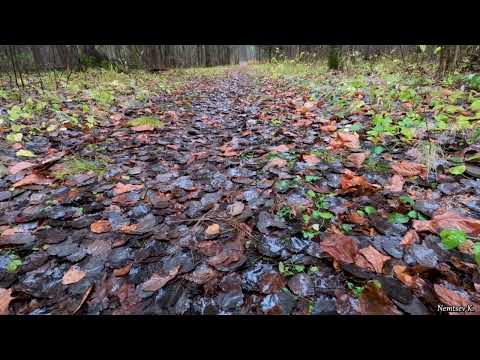 Czy słyszysz to samo?