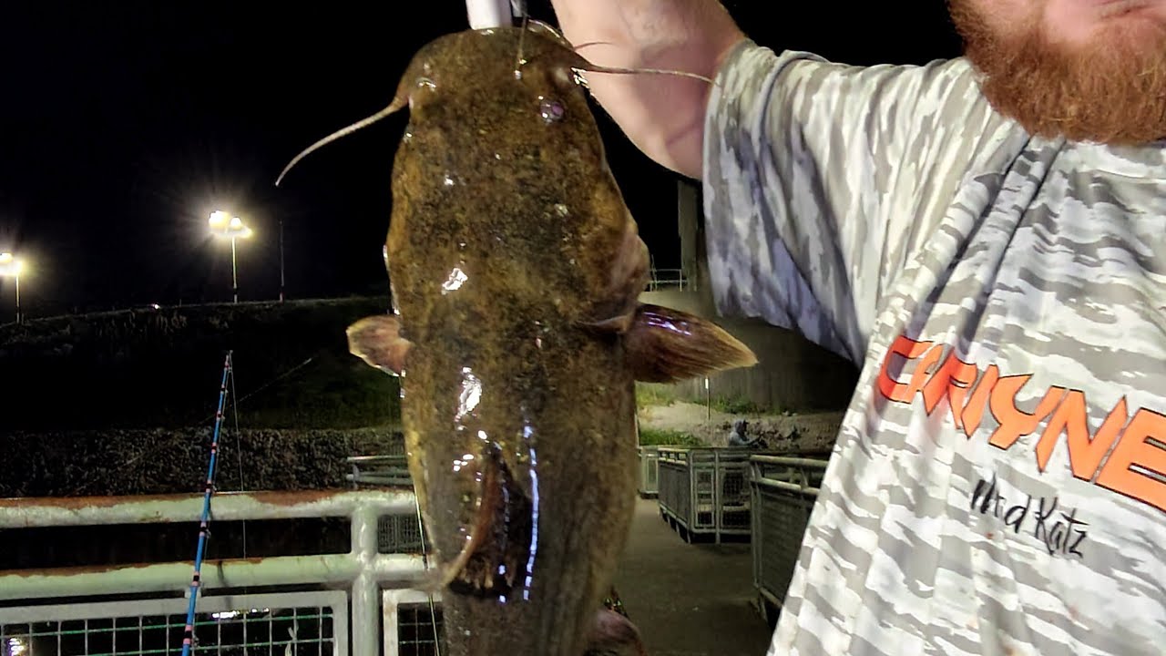 Catching my new pb flathead catfish!!!on a live yellow bass - YouTube