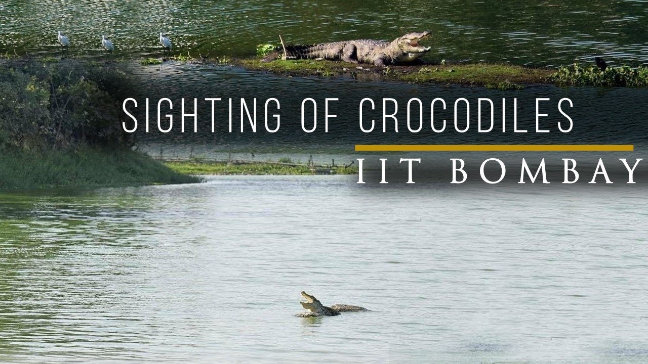 Crocodile in IIT Bombay Campus, Powai | Sighting of Crocodile in Powai ...