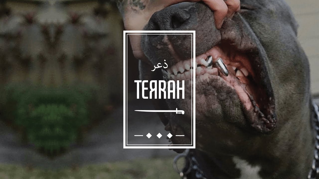 MAGE - MUTILATION - YouTube