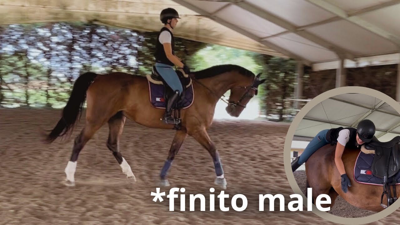 La Cami e Dalou provano il dressage😅|Cami&Gio - YouTube