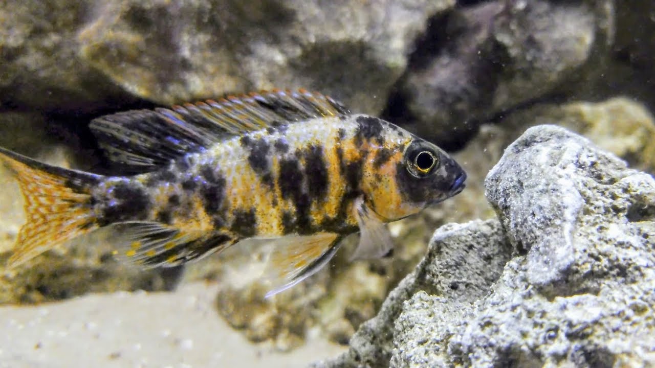 Beautiful OB Peacock Cichlid - Malawi Aulonocara African Cichlid - YouTube