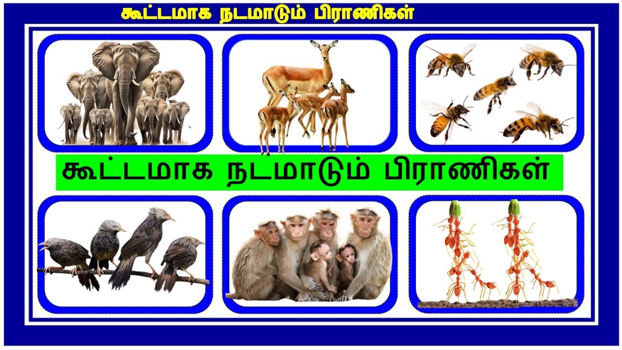 KOOTTAMAKA NADAMADUM PRANIKAL/கூட்டமாக நடமாடும் பிராணிகள்/Animals that ...