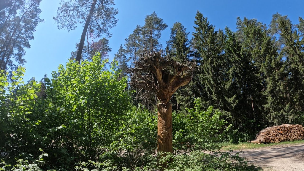 Wilki, Puszcza Knyszyńska, Supraśl, Królowy Most i pełno piachu - YouTube