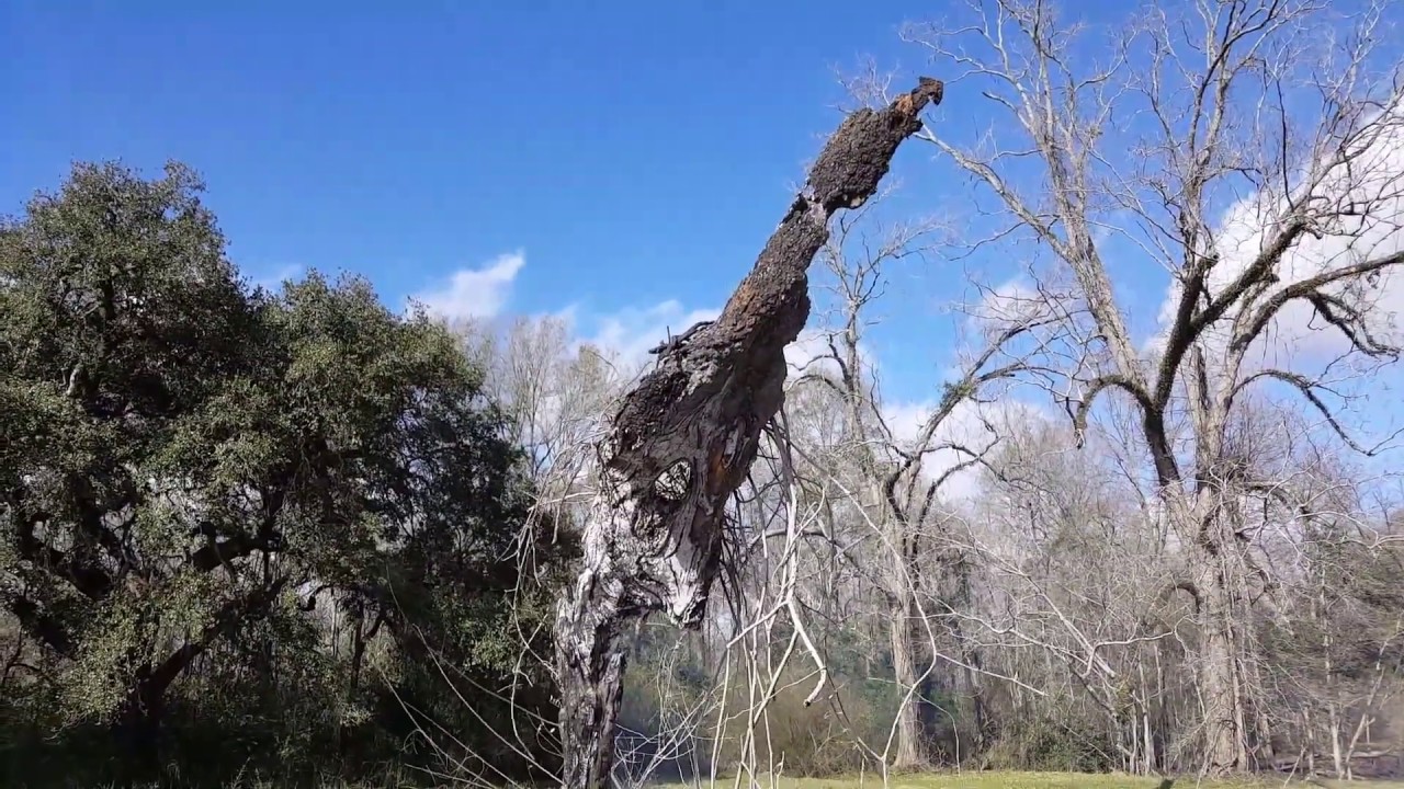 Oh, these Old Pecan Trees! - YouTube