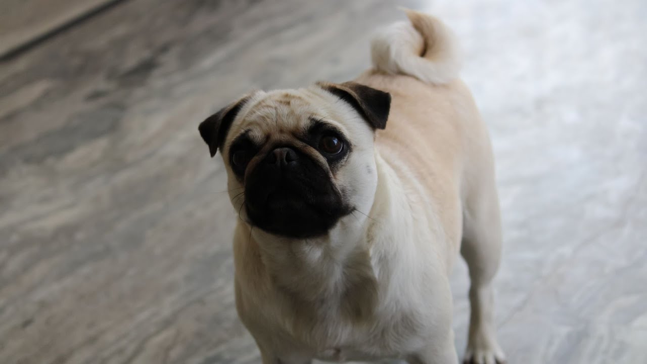 The Benefits of Giving Your Pug a Relaxing Massage - YouTube