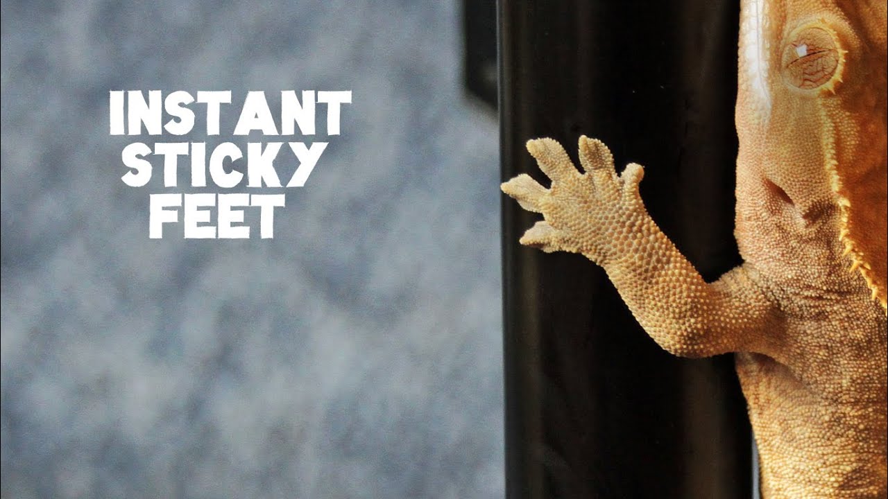 Why Aren't My Crested Geckos Feet Sticking? | FAQ FRIDAYS - YouTube