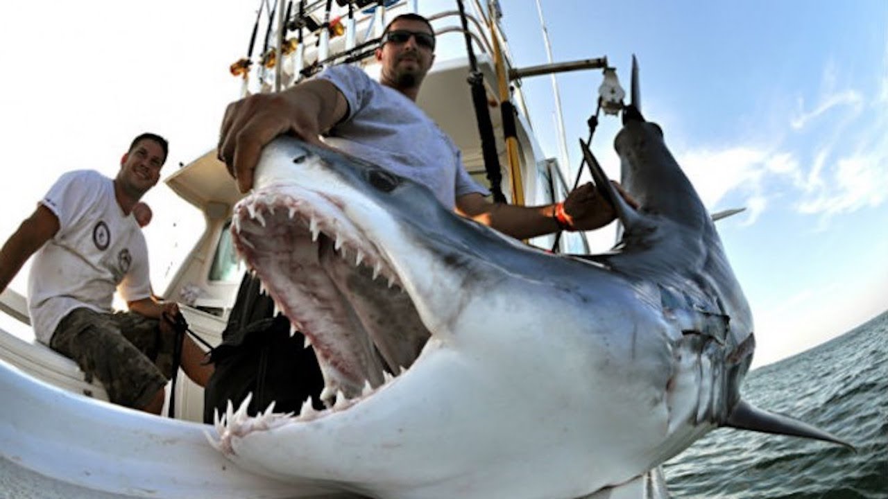 Monster Sharks caught Fishing from the Beach - 4K - YouTube