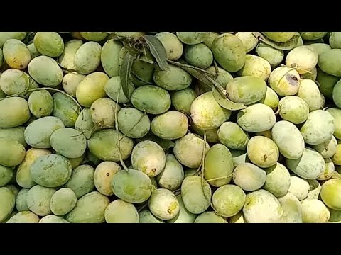 Aam ka bagicha @Azimullah360 - YouTube