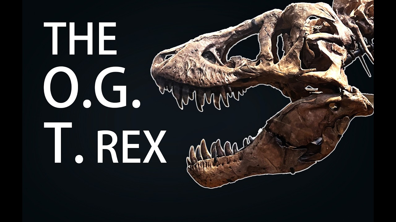 The FIRST Tyrannosaurus rex Ever Named! Carnegie Museum’s Original T ...