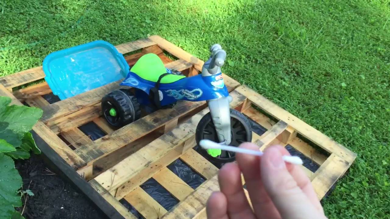 Pollinating with a Q-tip - YouTube