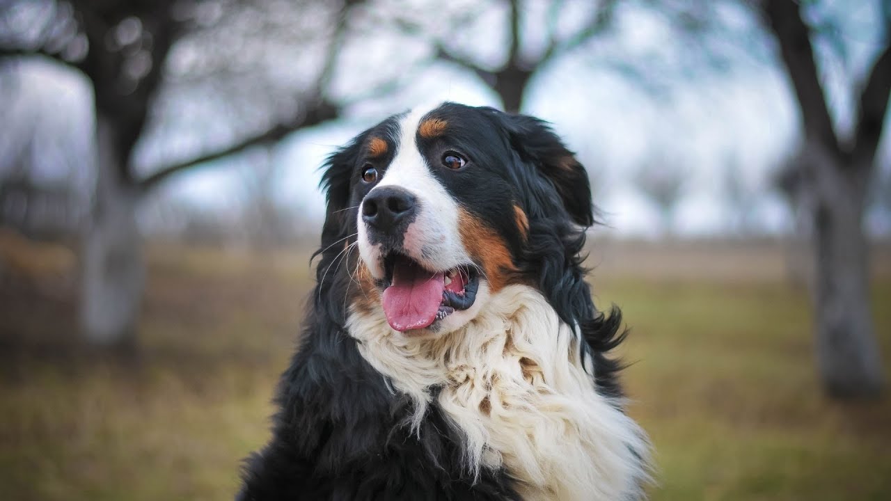 Bernese Mountain Dog Breeding Best Practices and Responsibilities - YouTube