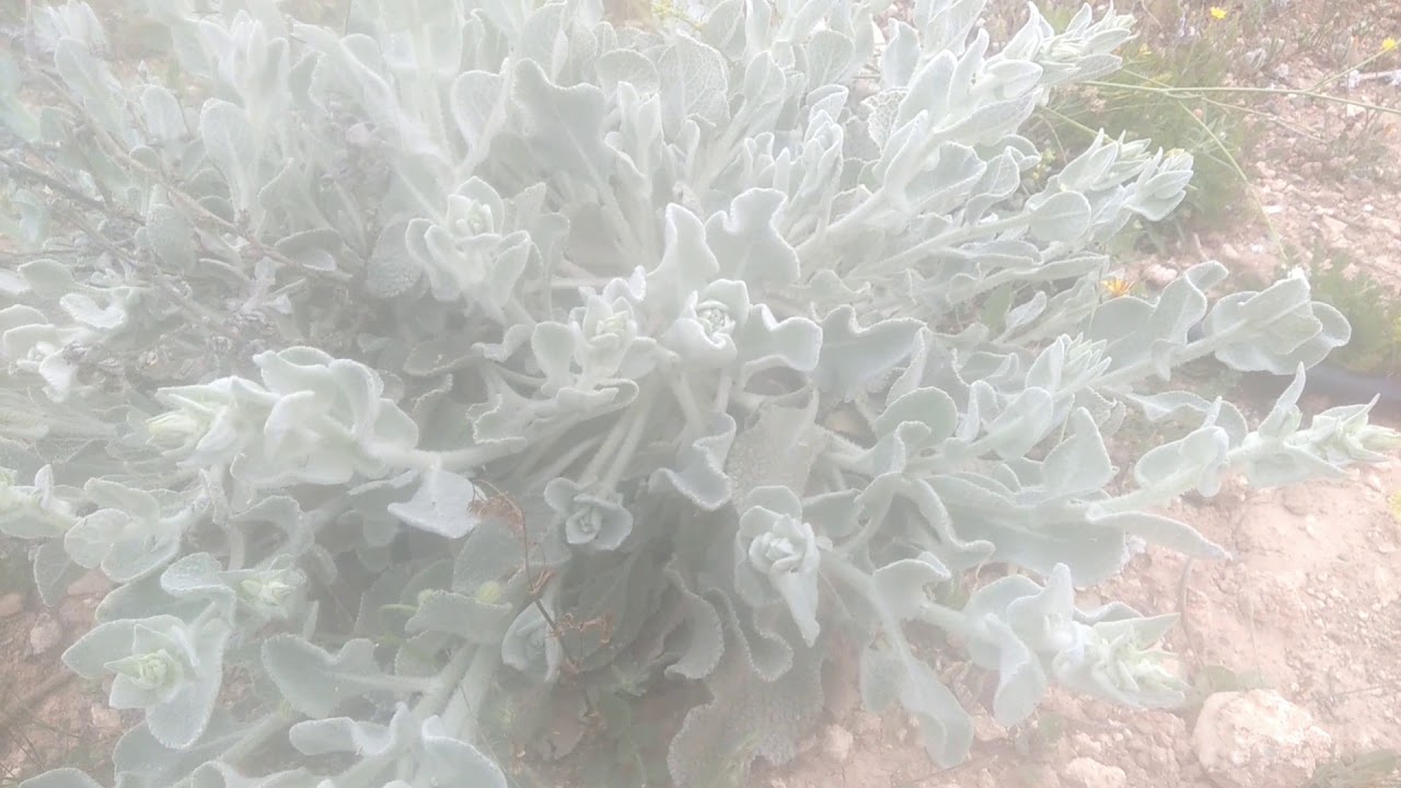 Boz Çalba otu bitkisinin faydaları Nelerdir tüylü pamuklu yapraklı ...