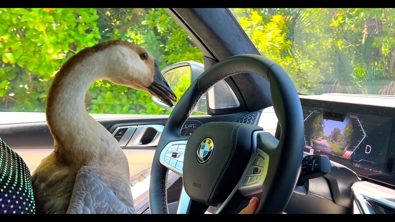 🐥 Goose driving a car BMW! ️ - YouTube