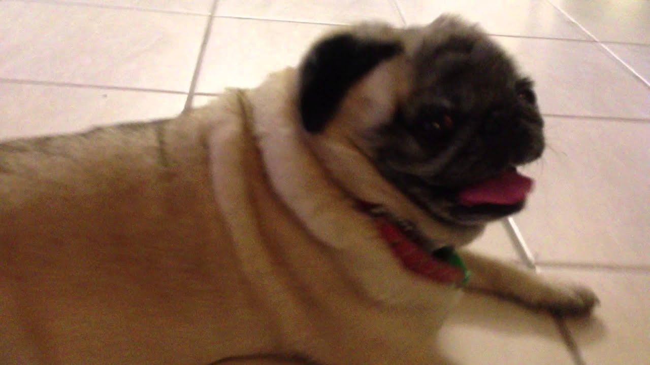 Pug sounds like Motorbike - YouTube