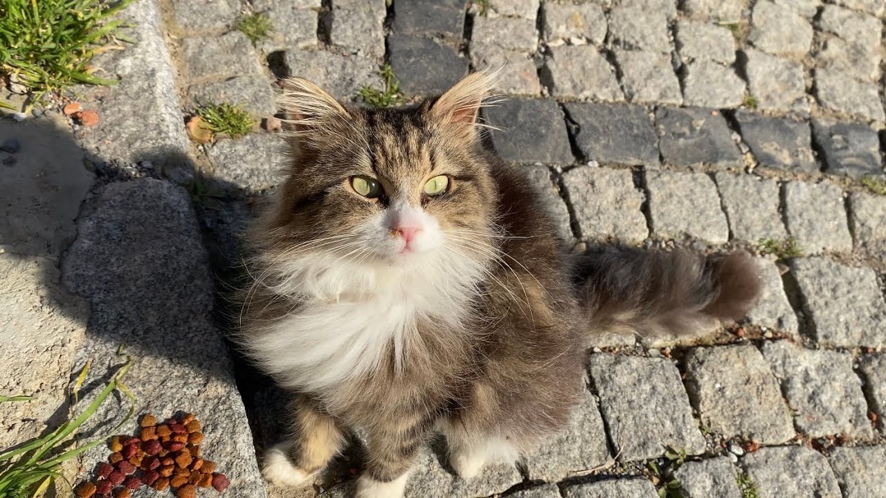 Cute street Cat. These cats are so beautiful. I gave them food.🥰 - YouTube