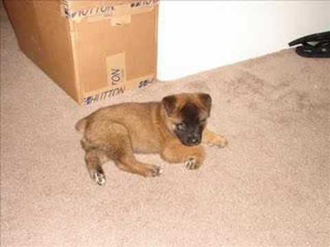 Akita Attacks Bear Attack - YouTube