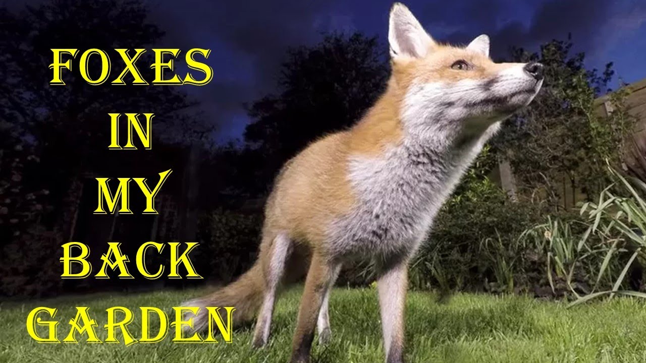 Foxes in my Back Garden - YouTube