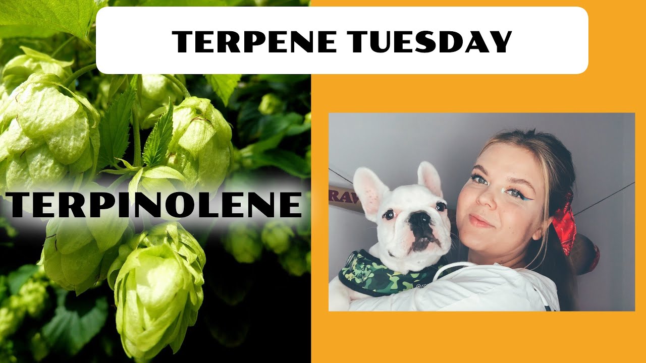 Terpinolene Terpene Effects | Terpene Tuesday (Epi.7) - YouTube