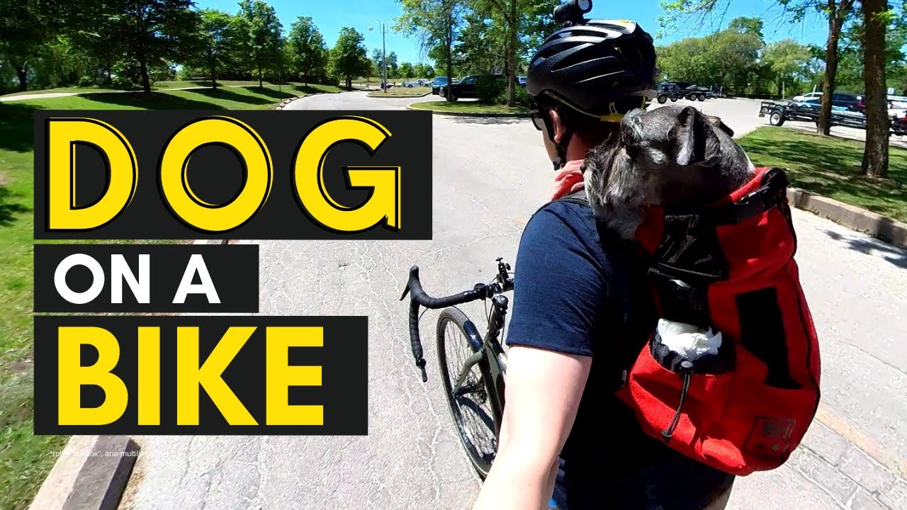 Biking with a Dog | K9 Sport Sack Air Backpack | Miniature Schnauzer ...