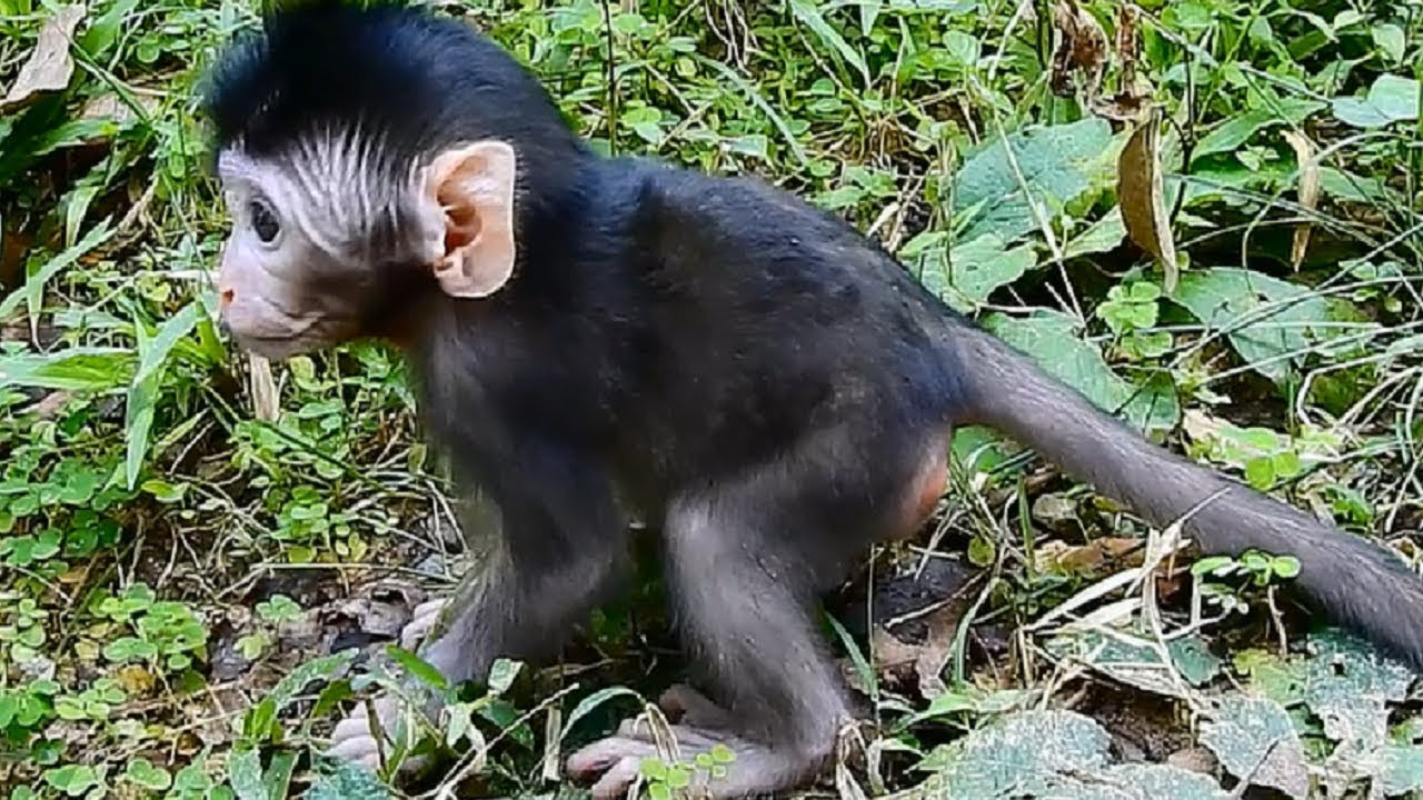 How Fast Growing Baby Monkey Can Run Without Mommy Holding Now, Daily ...