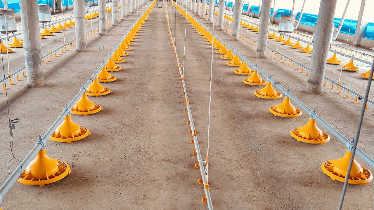 Poultry farm IB ABIS COMPANY paki chhat bala farm - YouTube