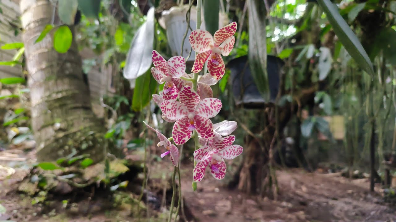anggrek gigantea berdaun panjang n bertangkai bunga panjang - YouTube