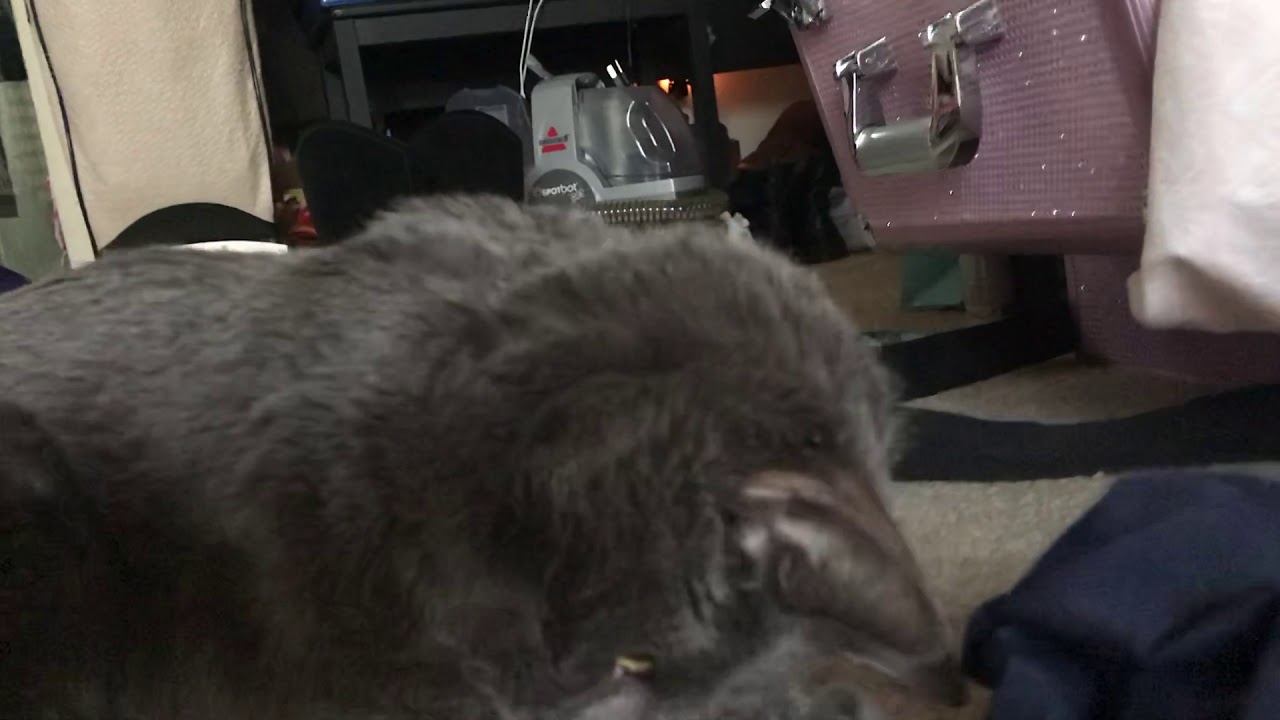 Kitty can’t raise head - YouTube