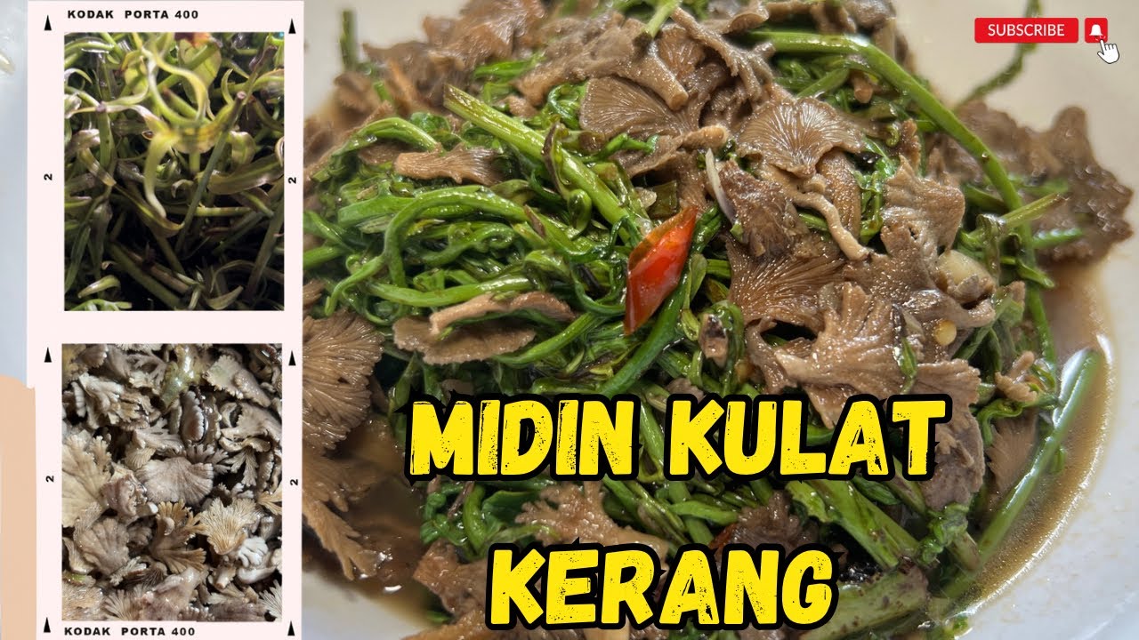 🔴 Kulat Kerang (Cendawan Sisir) Pokok Getah Dimasak Bersama Sayur ...