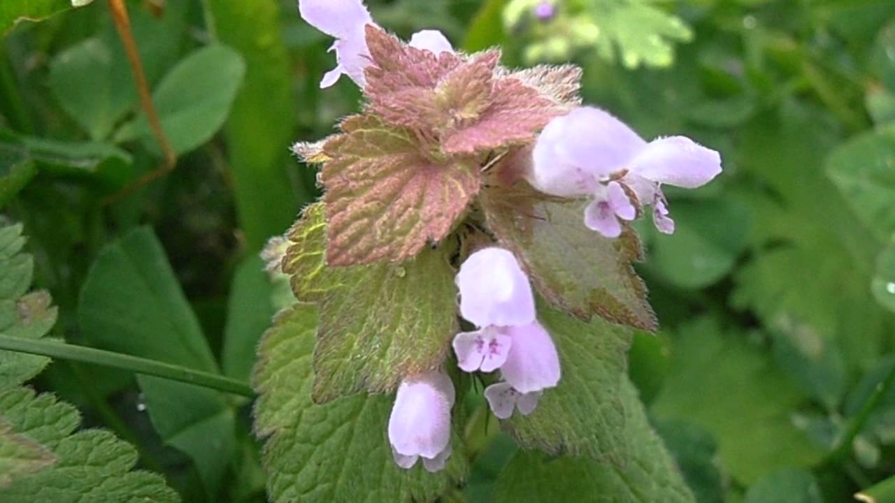 ORTIGA ROJA: Lamium purpureum (www.riomoros.com) - YouTube