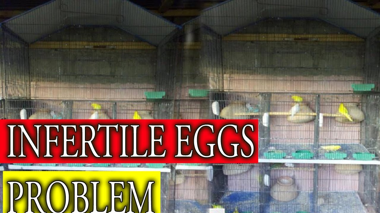 Infertility eggs problem in birds I Infertility of eggs in Australian ...