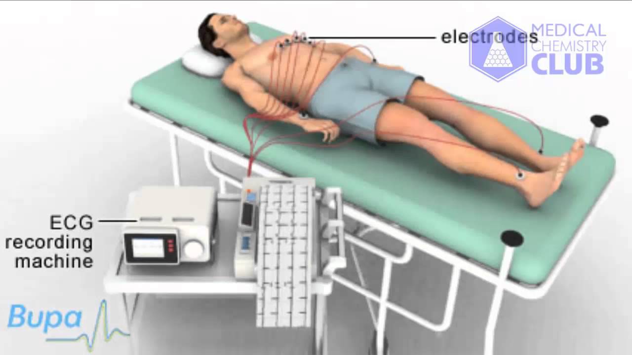 Бидний мэдэх анагаах ухаан " Heart Beat баг - Зүрхний физиологи" - YouTube