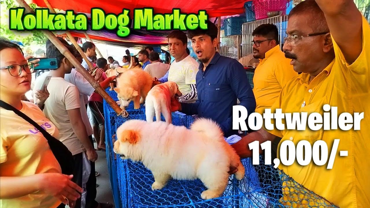 Galiff Street Pet Market Kolkata | dog market in kolkata | Dog Price ...