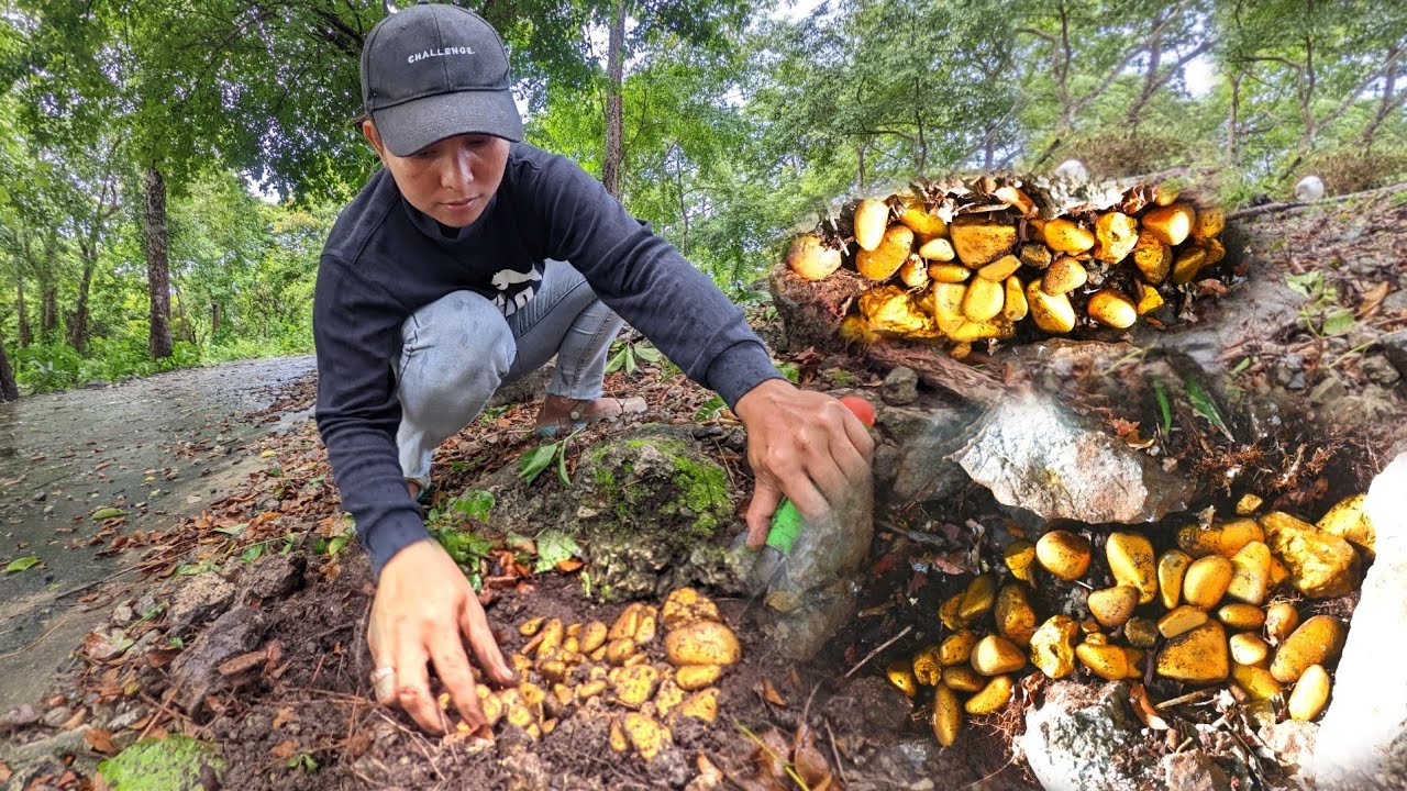 Excited treasure! Gold miner searching on top of mountain after rain ...