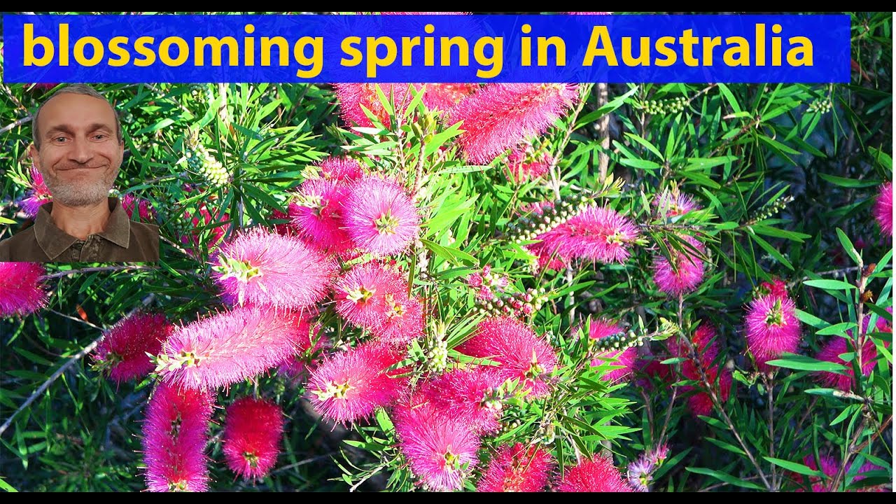 Spring in Australian Bush 4k. (video V009) - YouTube