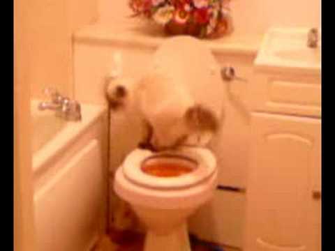 Cat using the toilet - YouTube