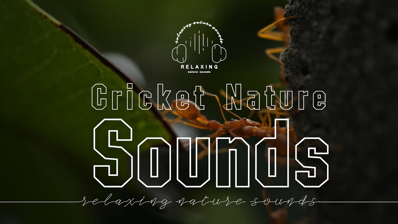 Cricket Sounds Power Nature | Sound for Sleeping-Relaxing-Mindfulness ...