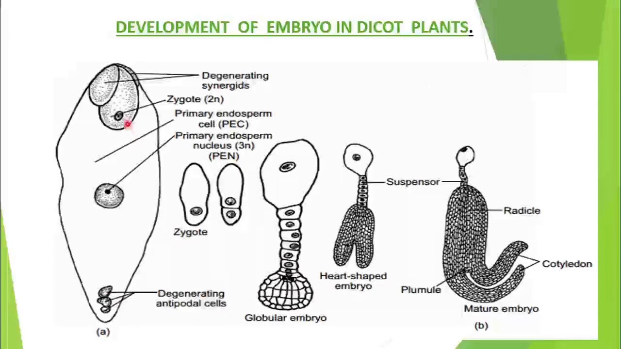 Development of endosperm and embryo.(STD-XII)L-1.Reproduction in lower ...