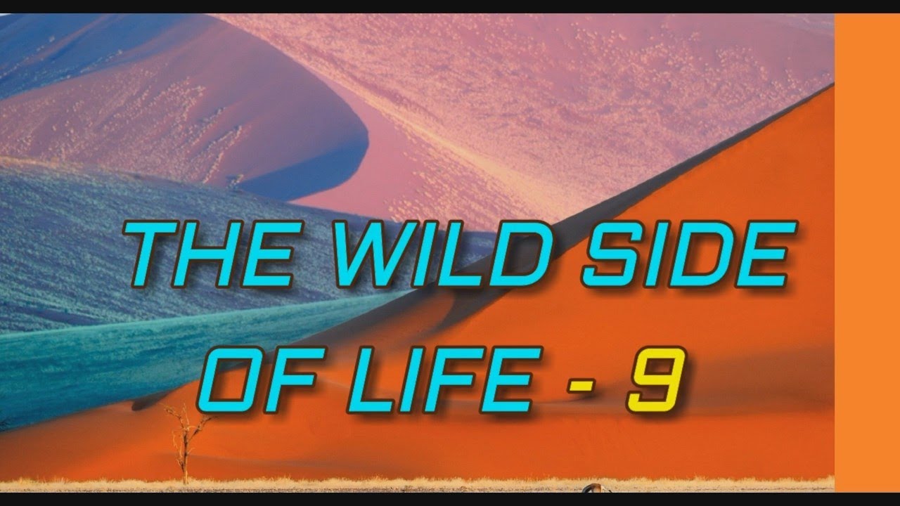 THE WILD SIDE OF LIFE - 9 - YouTube