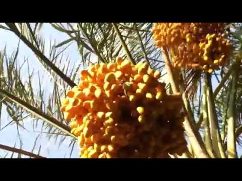 SAUDI ARABIA KHEJUR TREES - YouTube