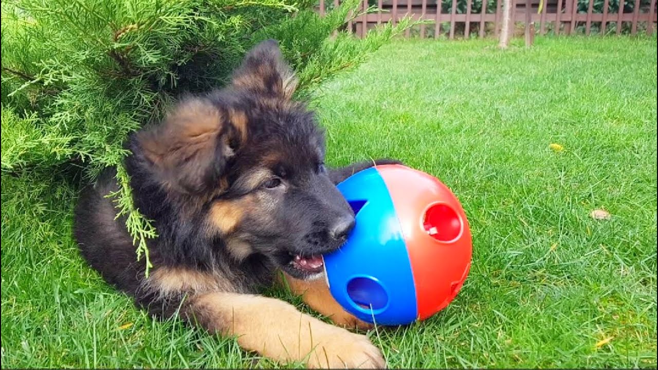 Good night dear friends - Evo the German Shepherd - YouTube